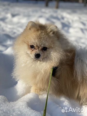 Вязка Малый немецкий шпиц