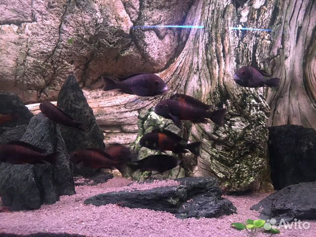 Аквариумные рыбки трофеусы