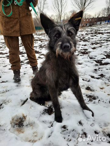 Микки из приюта ищет дом