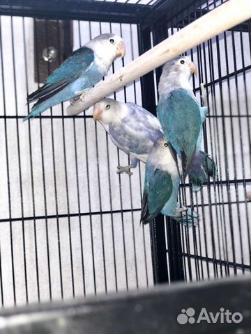 Попугаи Неразлучники Фишера (Голубые-Синие)