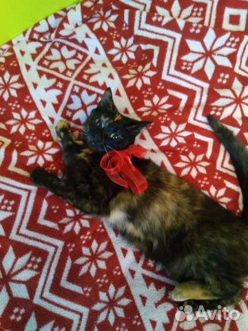 Кошка