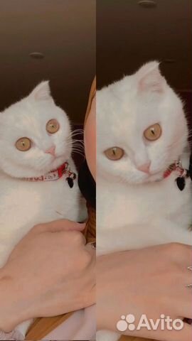 Кошка для вязки