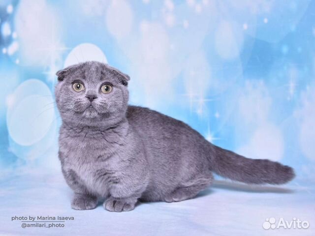 Вислоухая коротколапая кошечка