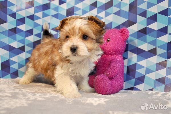 Двуцветный щеночек, к празднику