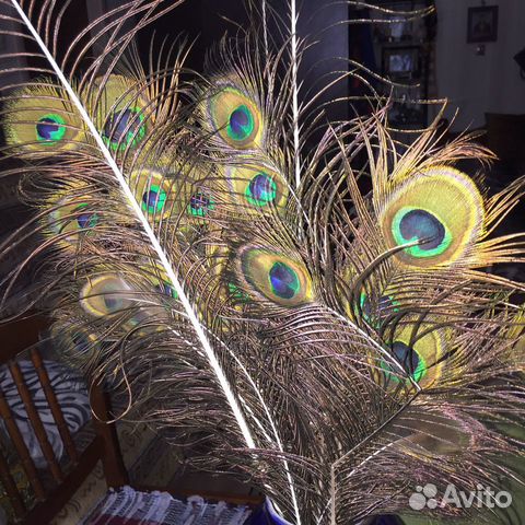 Перо павлина