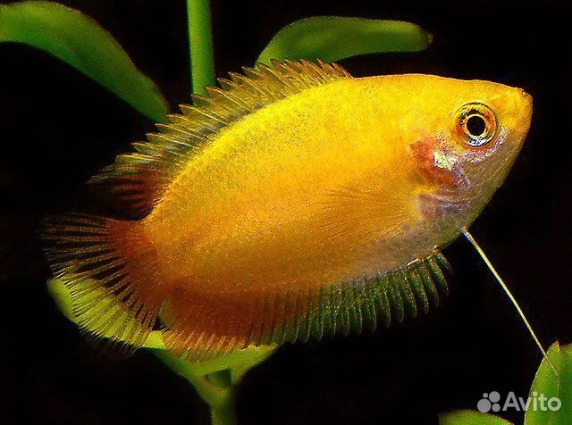 Гурами медовая карликовая