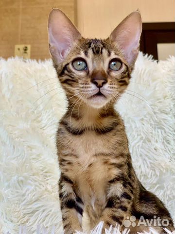 Котенок саванна