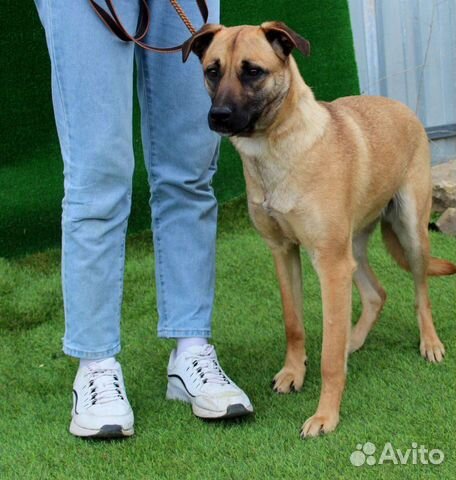 Поночка ищет дом