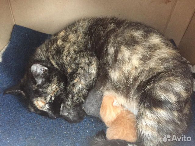Котята