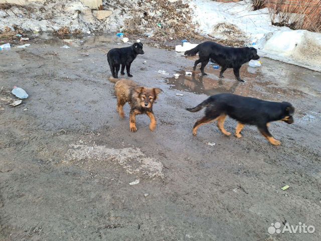 Щенки на Зеленом острове