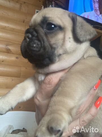 Французский бульдог