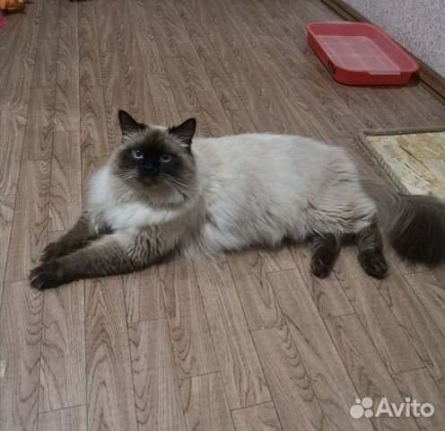 Невская маскарадная