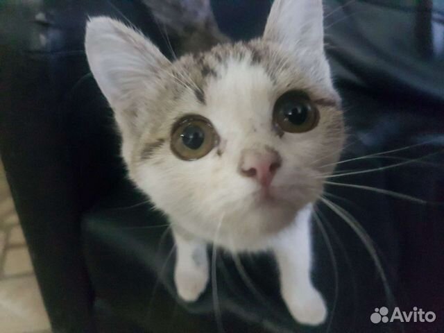Котята в добрые руки бесплатно