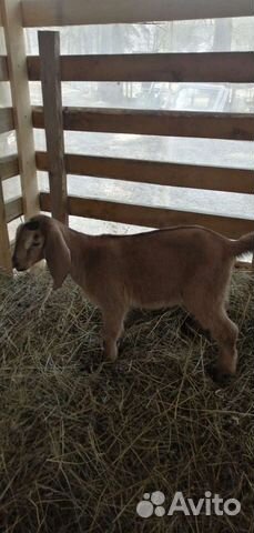 Нубийские козлики и козочка