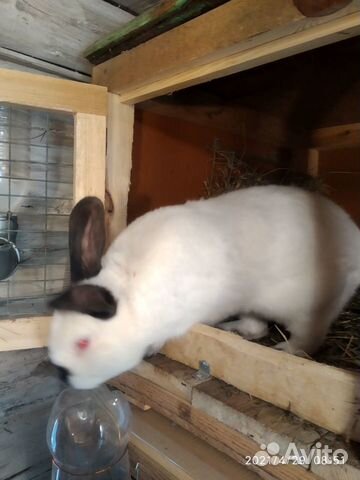 Продам племенного кролика Калифорнийца