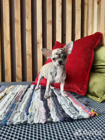 Чихуахуа девочка тигровая