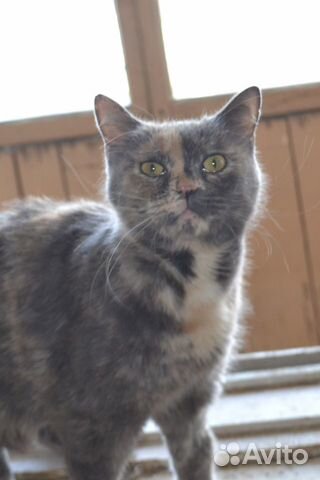 Шикарная крупная кошка Незабудка в добрые руки