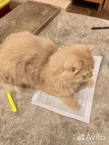 Кот в добрые руки бесплатно