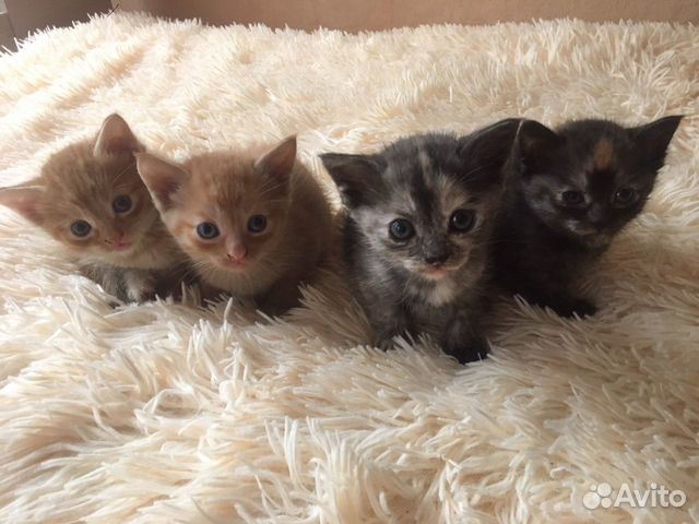 Котята в добрые руки даром