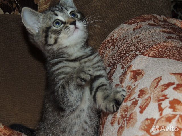 Шотландская кошечка