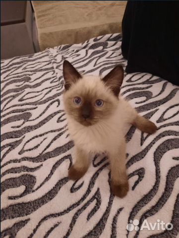 Милые котята на продажу :)
