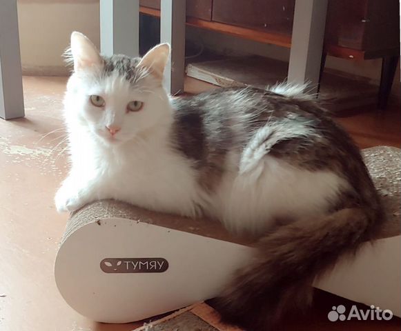 Кот Яша ищет дом