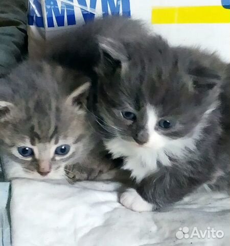 Котёнок очаровашка