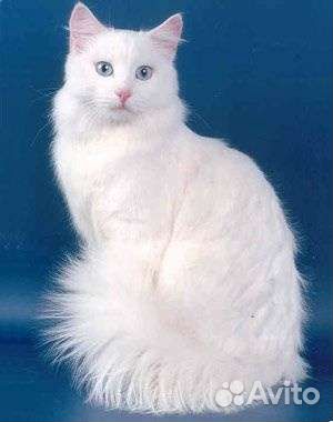 Турецкая ангора