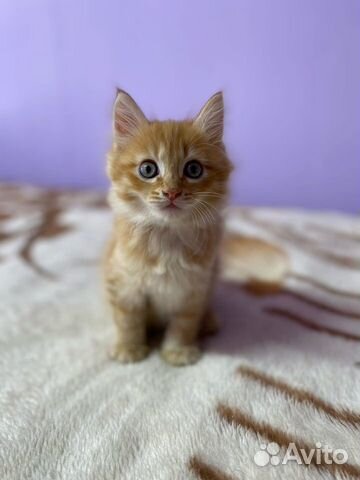 Котенок-лисенок