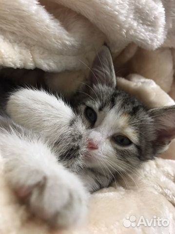 Крошка ищет дом