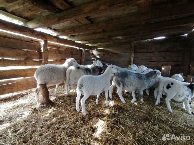 Овцы бараны ягнята