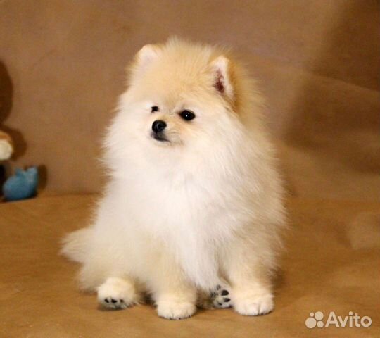 Плюшевый мини мишка той шпиц