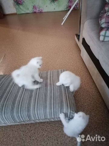 Шотландские прямоухие котята