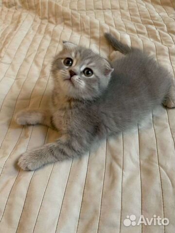 Шотландский вислоухий котенок