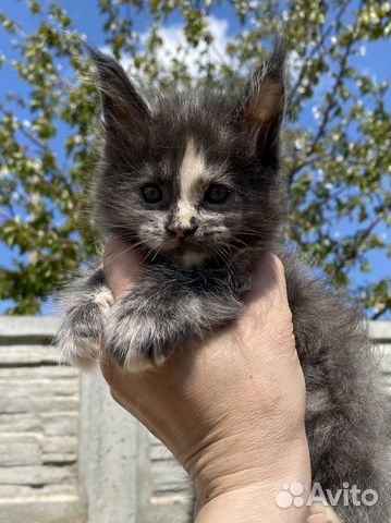 Девочки черепахового окраса