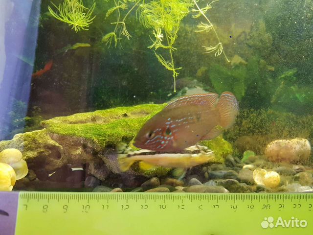 Цихлиды 2 шт золотая (в полоску) и хромес красавец