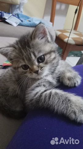 Британская