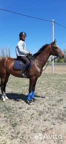 Полукровная ахалтекинская кобыла