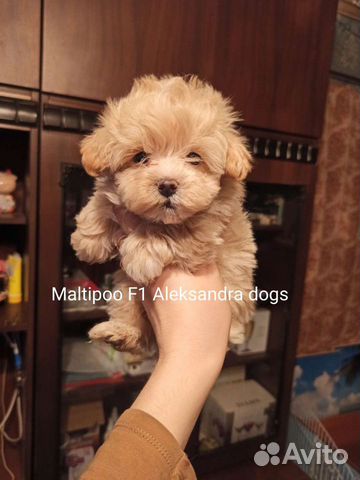 Мальтипу Ф1 суперский мини малыш