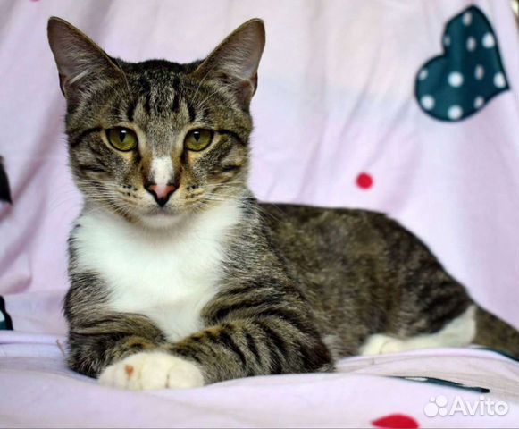 Тигровый мальчик Платон