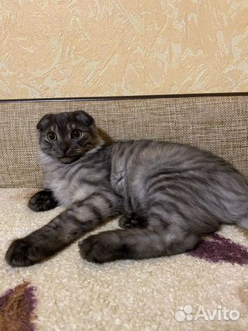 Кот - вислоухий британец