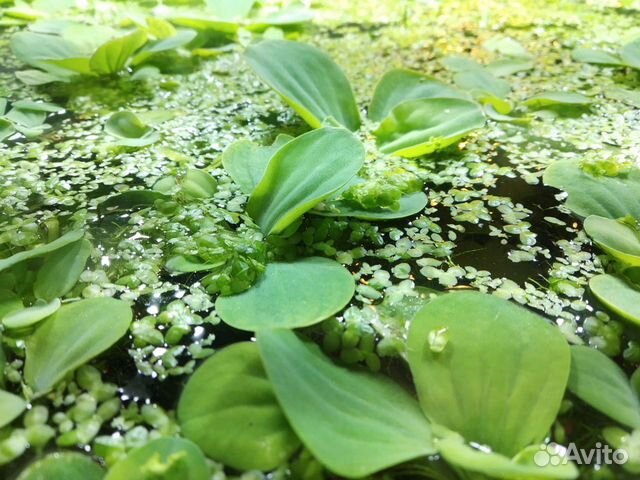 Пистия, ряска, риччия