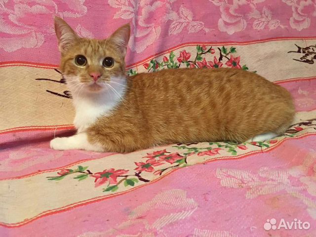 Кошки в добрые руки
