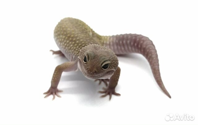 Пятнистый эублефар, самец