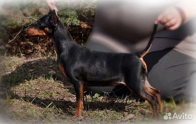 Цвергпинчер сука