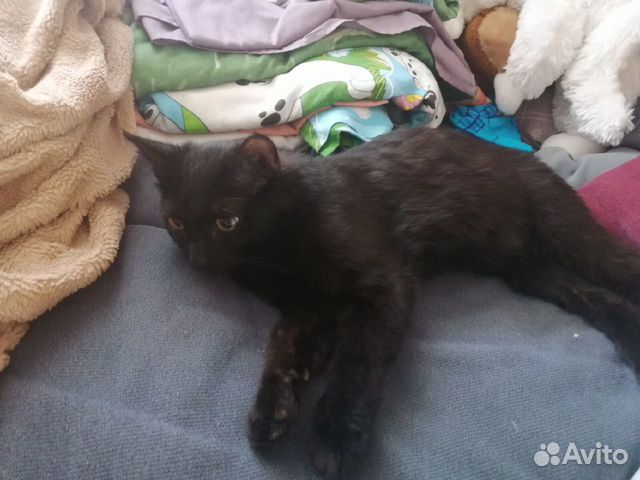 Котенок подросток мальчик бесплатно