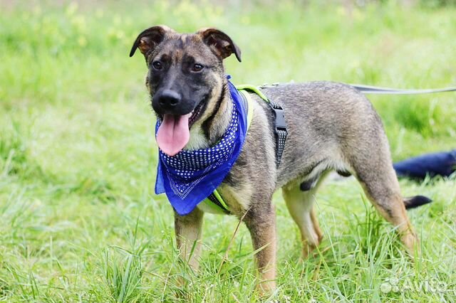 Собака в добрые руки