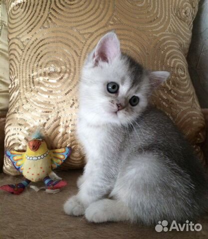 Британские котята