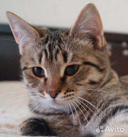 Спокойный котенок мальчик, 4,5 месяца