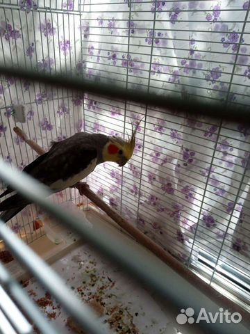 Попугай корелла с клеткой